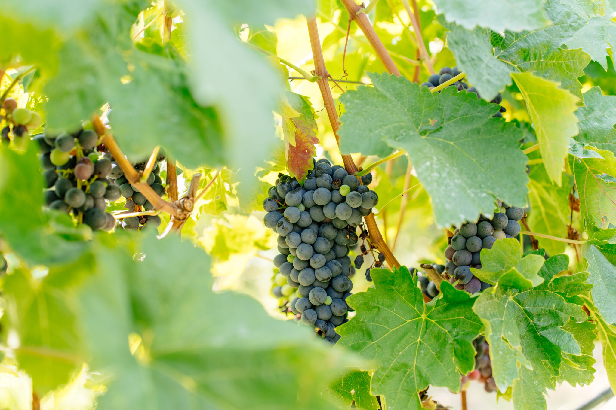 Wine routes – Turistička organizacija Podgorica